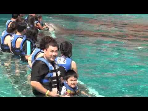 Dolphin Encounter-Sea Life Park - YouTube