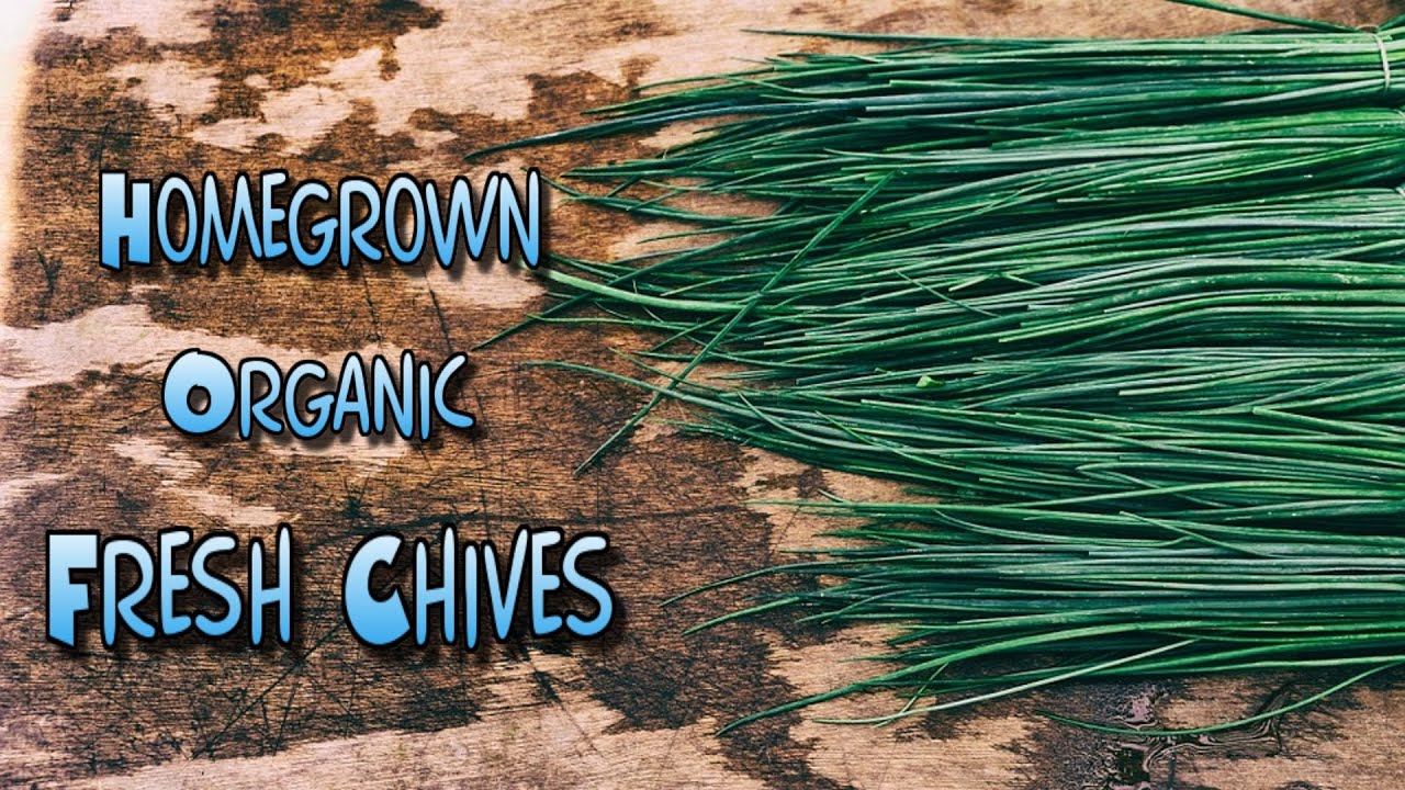 Perennial chives - plant it once & enjoy it for years! - YouTube