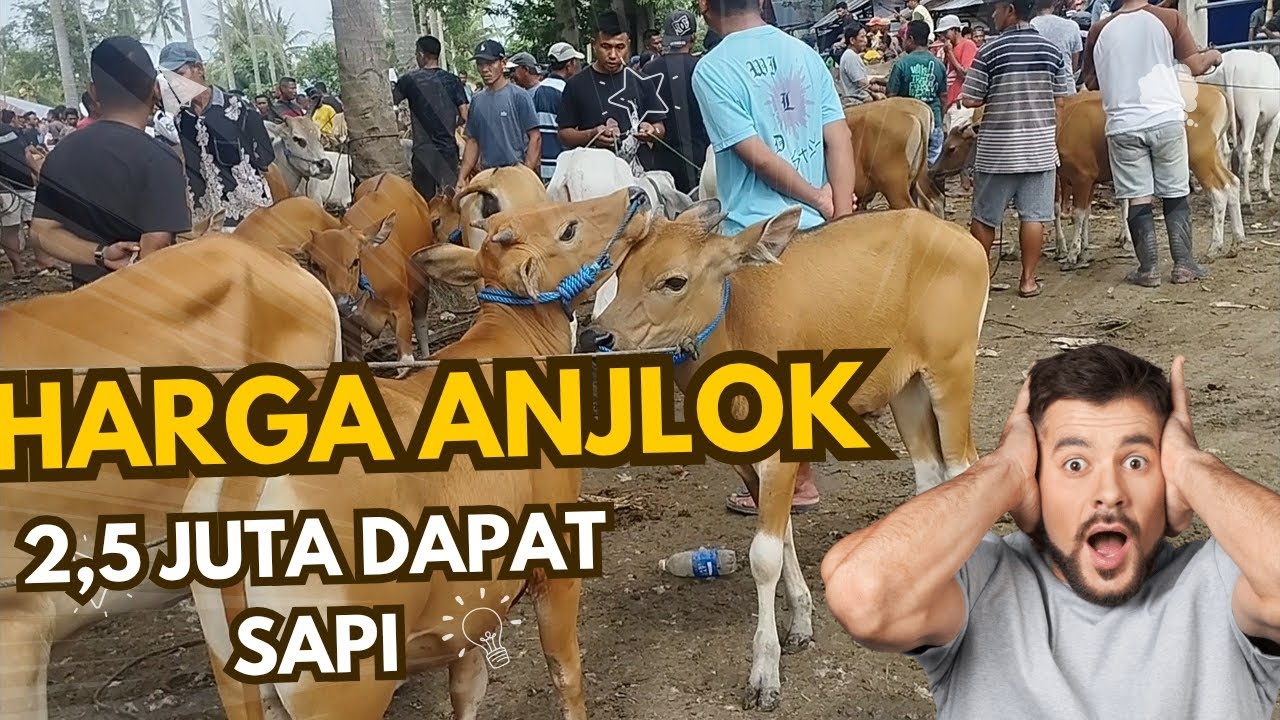 Harga Sapi murah #sapi #sapimurah - YouTube