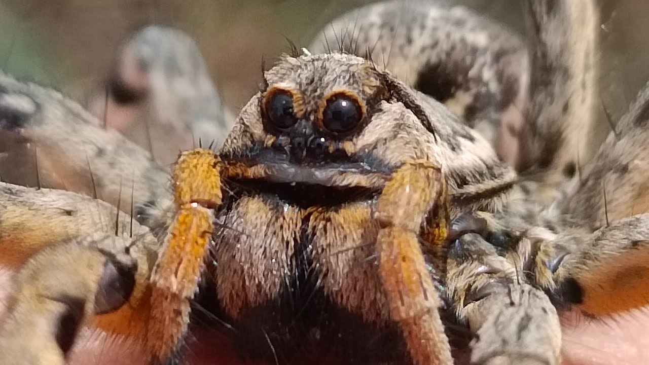 Tarántula ibérica (lycosa hispánica) un lobo cazador - YouTube