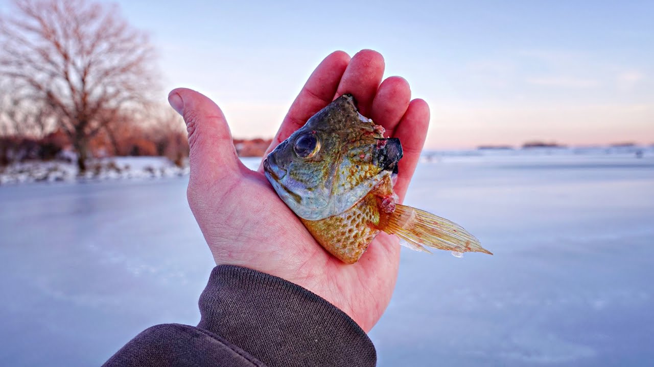 Ice Fishing With CUT BAIT For POND MONSTERS!!! (Barely Fit Through ...