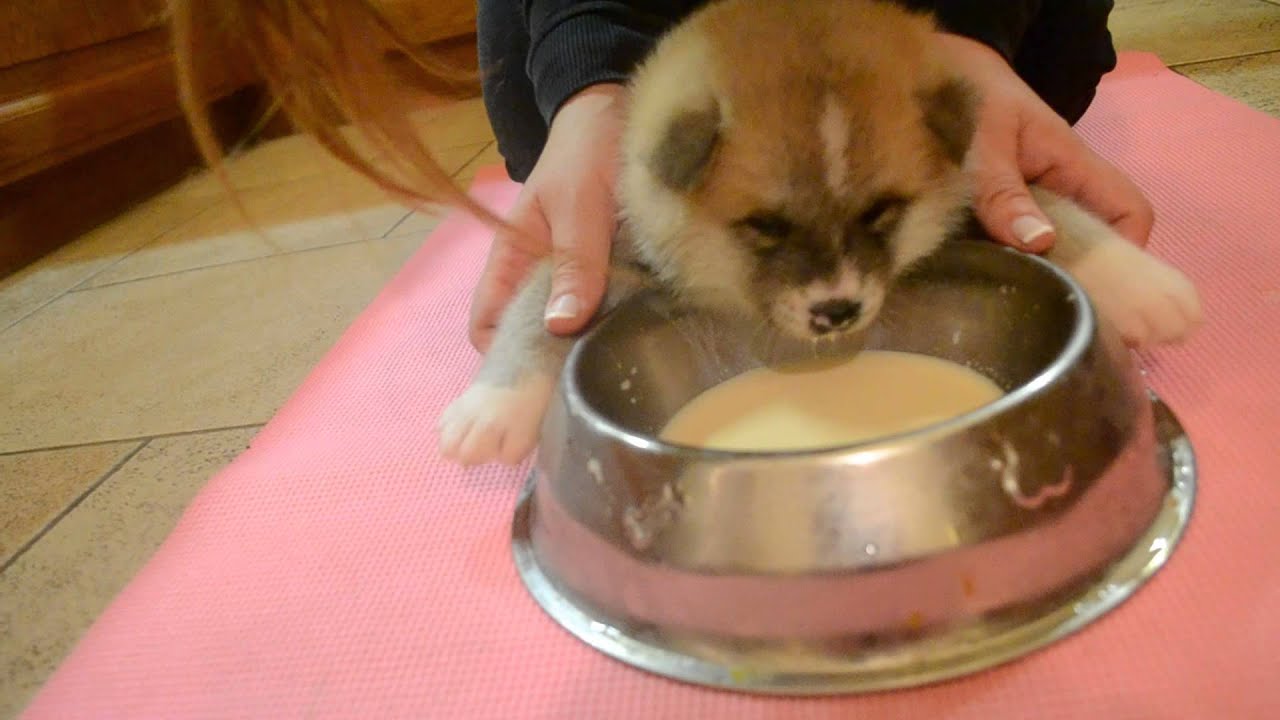 Benshi Yasashii Shidousha first lunch - YouTube