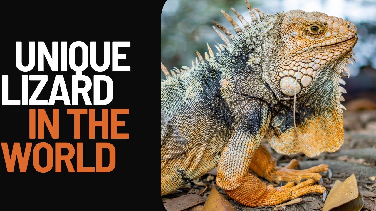 Iguana Insights: The Majestic Lizards of the Tropics | Unique Lizard In ...