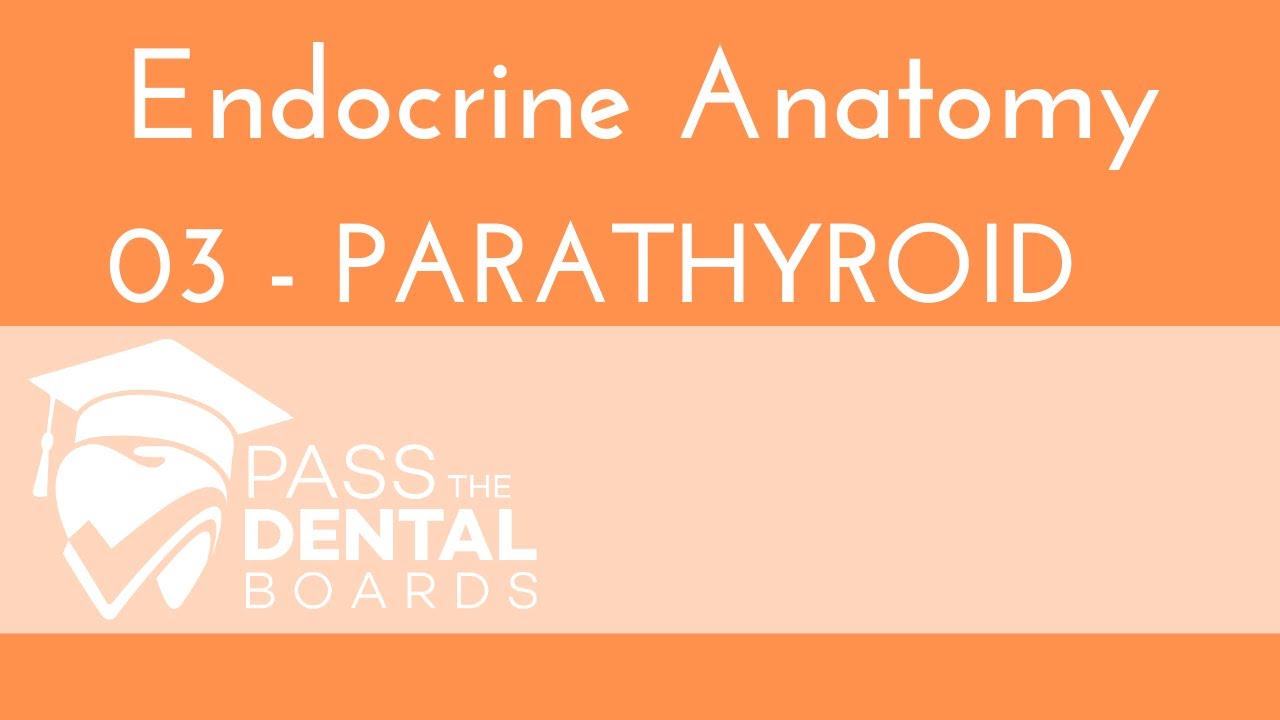 5 PARATHYROID Gland ANATOMY Topics You Must Know Good Memory Aids In 5 PARATHYROID Gland ANATOMY Topics You Must Know Good Memory Aids In