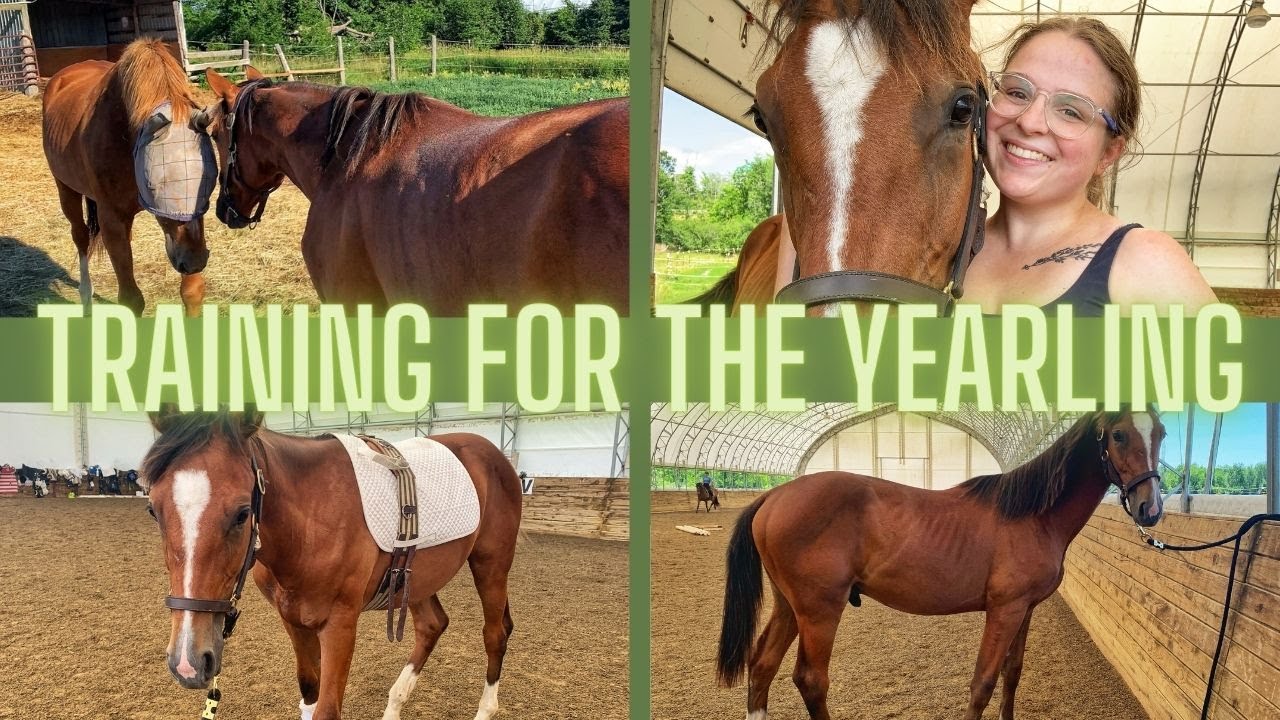 TRAINING IDEAS FOR THE YEARLING HORSE: Building Confidence and ...