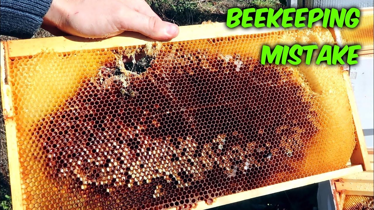 Bad Beekeeping Problem - YouTube