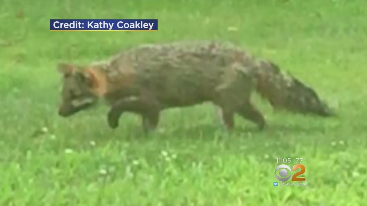 Rabid Fox Warning For Westchester Residents - YouTube