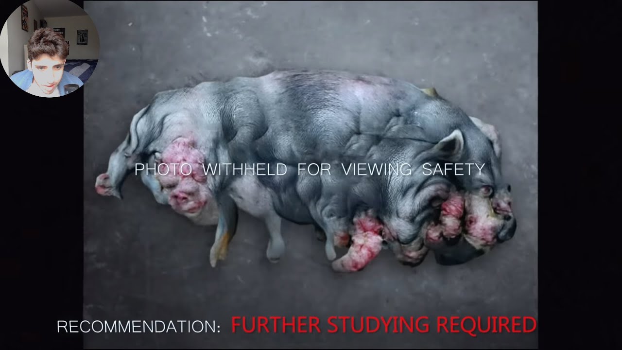 Happy Meat Farms is hiding something evil:The World's Scariest Videos ...