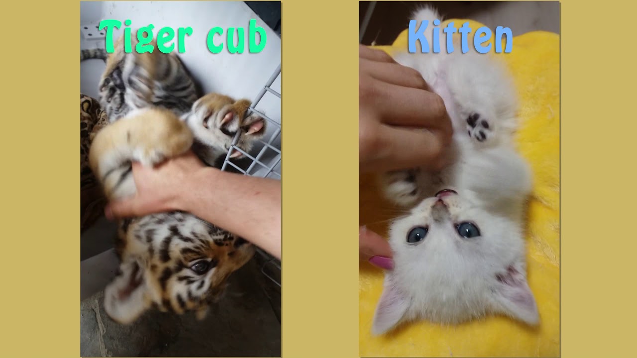 Tiger cub and kitten | Playing tiger cub & kitten | Funny kittens - YouTube