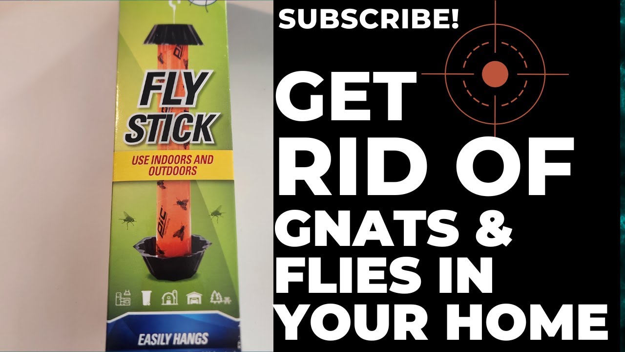 Gnat-Free Zone: The Ultimate Fly Stick Solution #gnat #gnatcontrol # ...