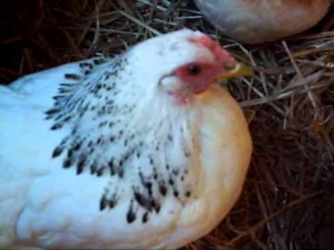 bantam-x lulu had her egg! well done everyone..