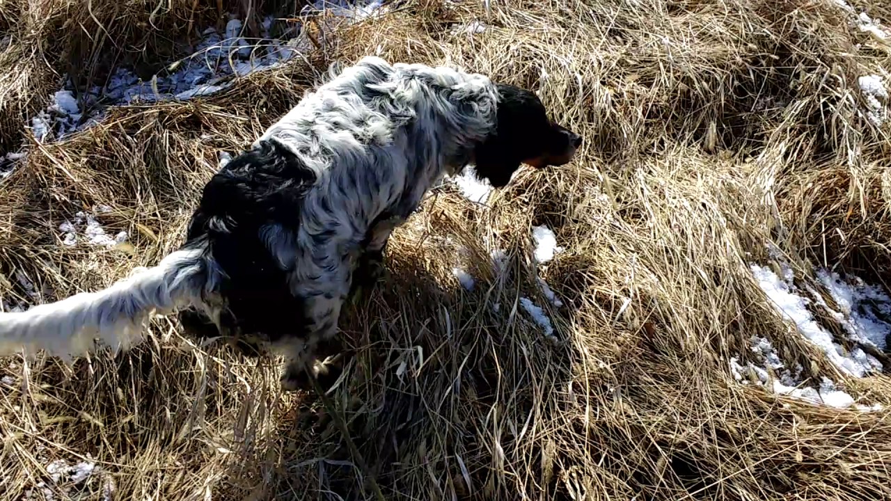 Jake pointing birds in quail pen - YouTube