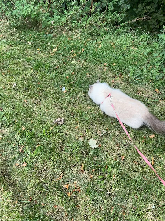 Floof on a walk in the woods 🥰 - YouTube
