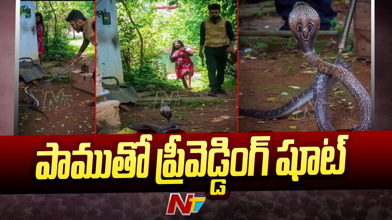 Couple’s Pre-Wedding Photoshoot Featuring Snake Goes Viral l NTV - YouTube