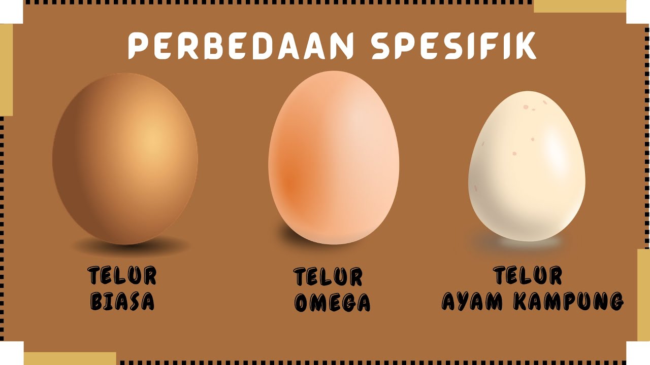 Fakta Unik : Telur Biasa VS Telur Omega Vs Telur Kampung - YouTube