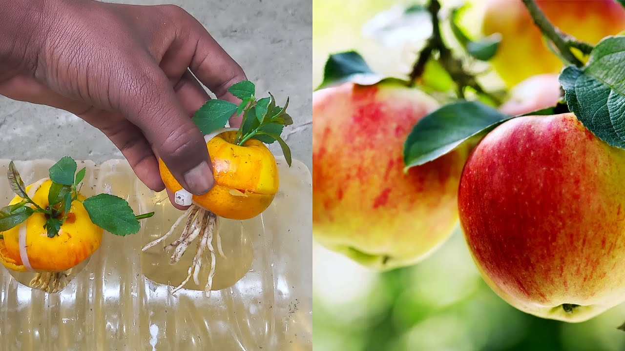 Best Garden Growing Apple and Orange fruit To Apple fruit in Orange ...