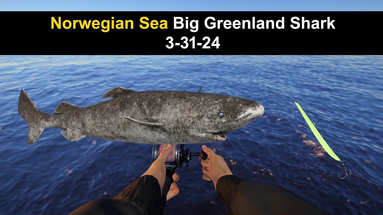 Russian Fishing 4, Norwegian Sea, Big Greenland Shark! 3-31-24 - Happy ...