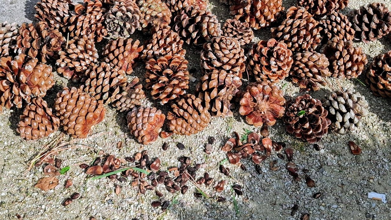 Big Domestic / Stone Pine (Pinus pinea) Harvest in Germany - YouTube