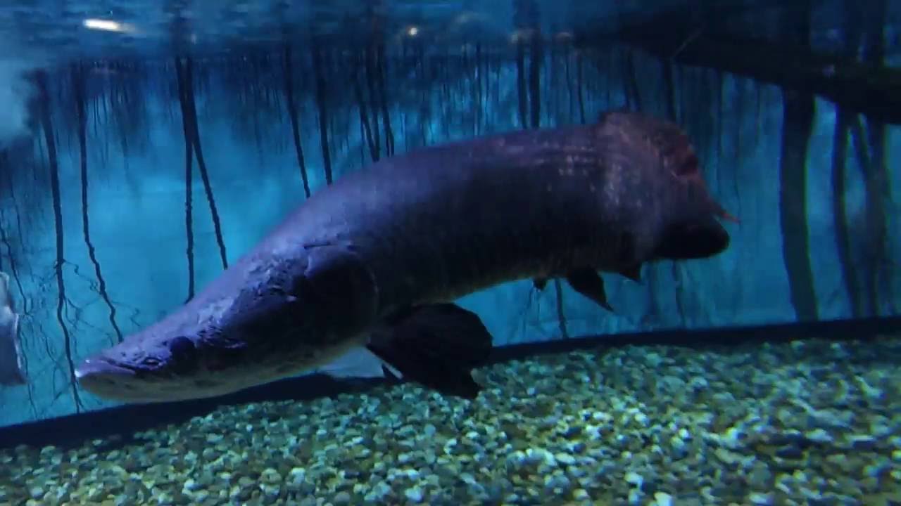 Rarest sea creatures in the Oceans - YouTube