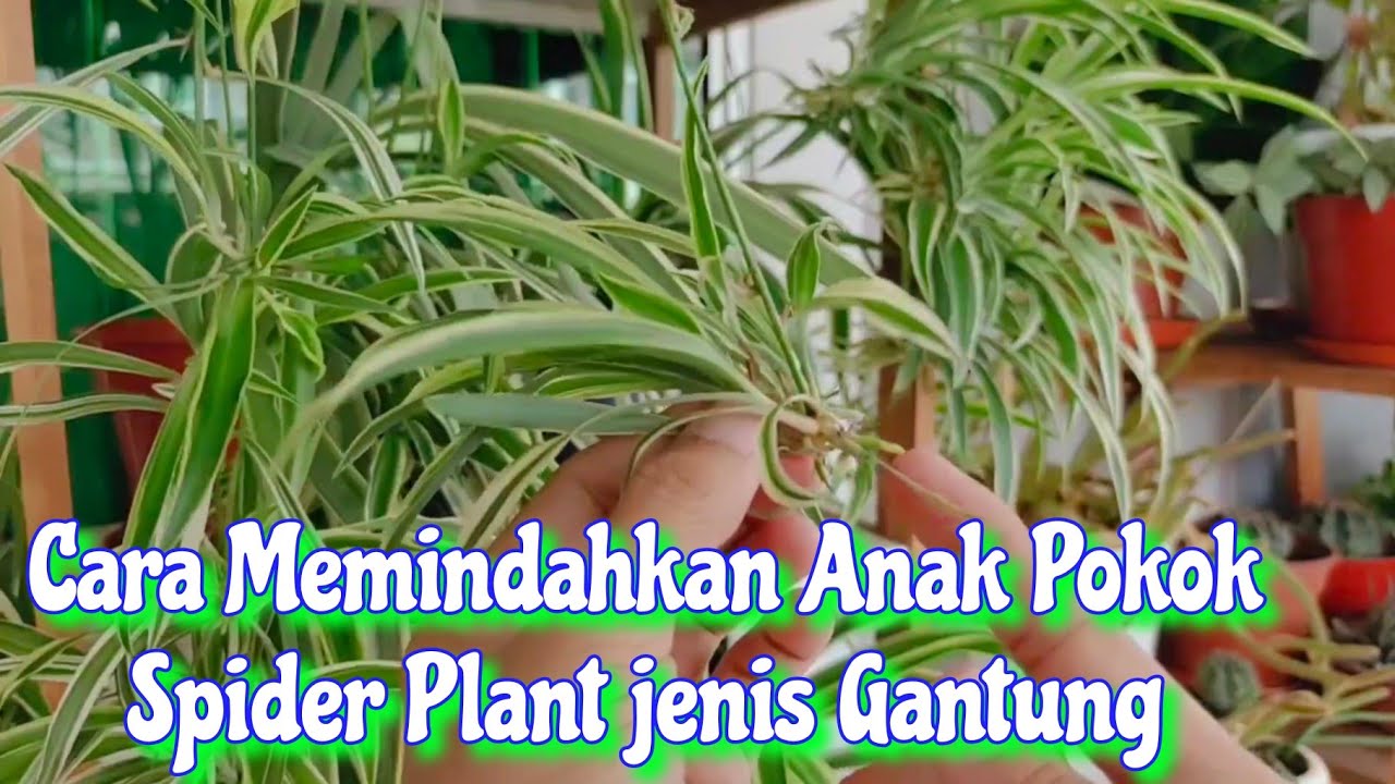 Cara memindahkan anak pokok Spider Plant jenis gantung ...