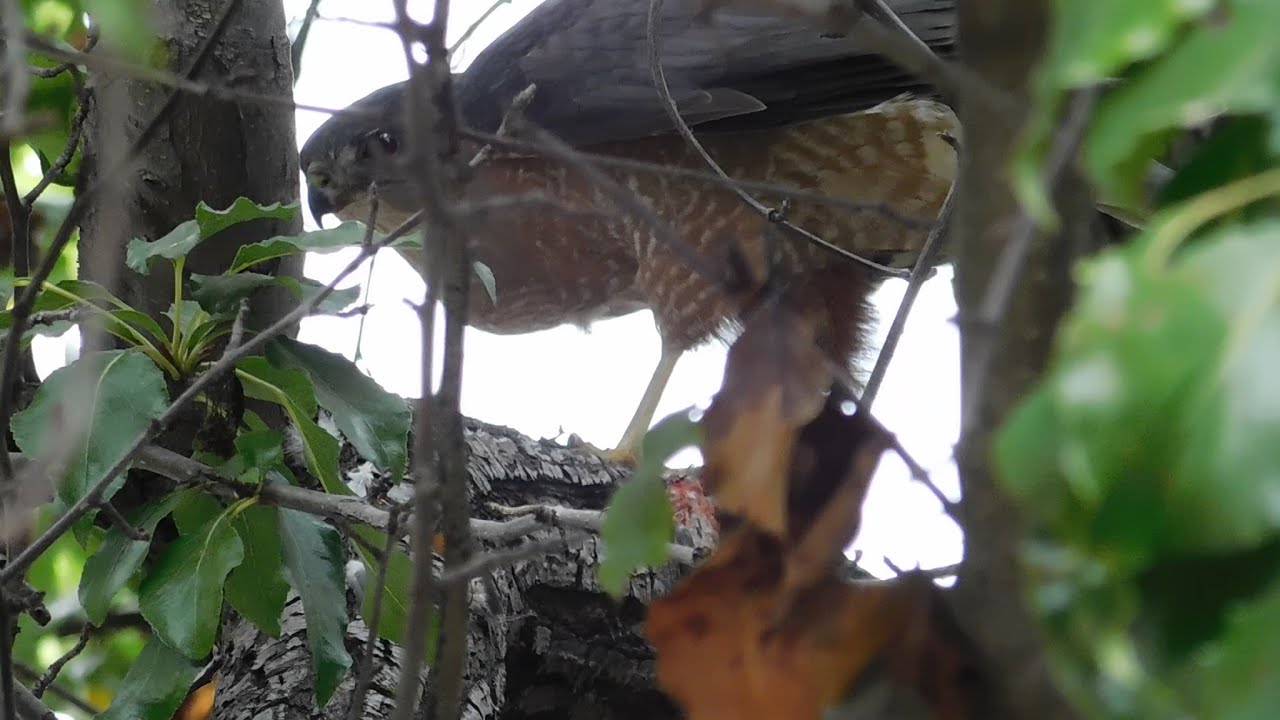 Speedy, Fluffy, Cooper's Hawk with Prey, RedTailed Hawk, Park Birds and ...