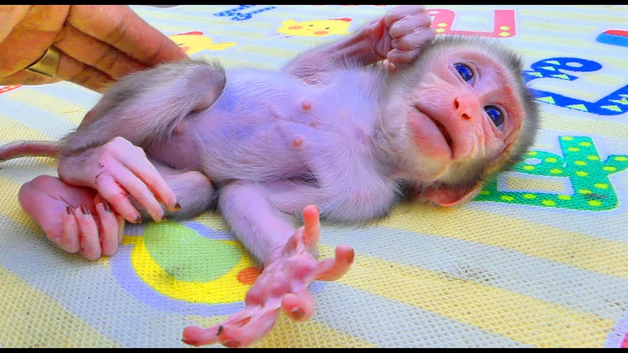 Daily activities of baby Bou Bou in the morning | Mom Trying to pick ...