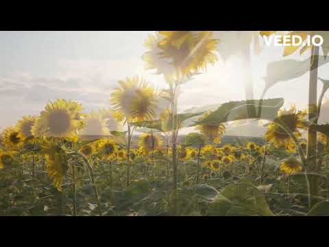 Sunflower Field Ambience - Relaxing Nature Sounds - Sunflowers Time Lapse #relaxing