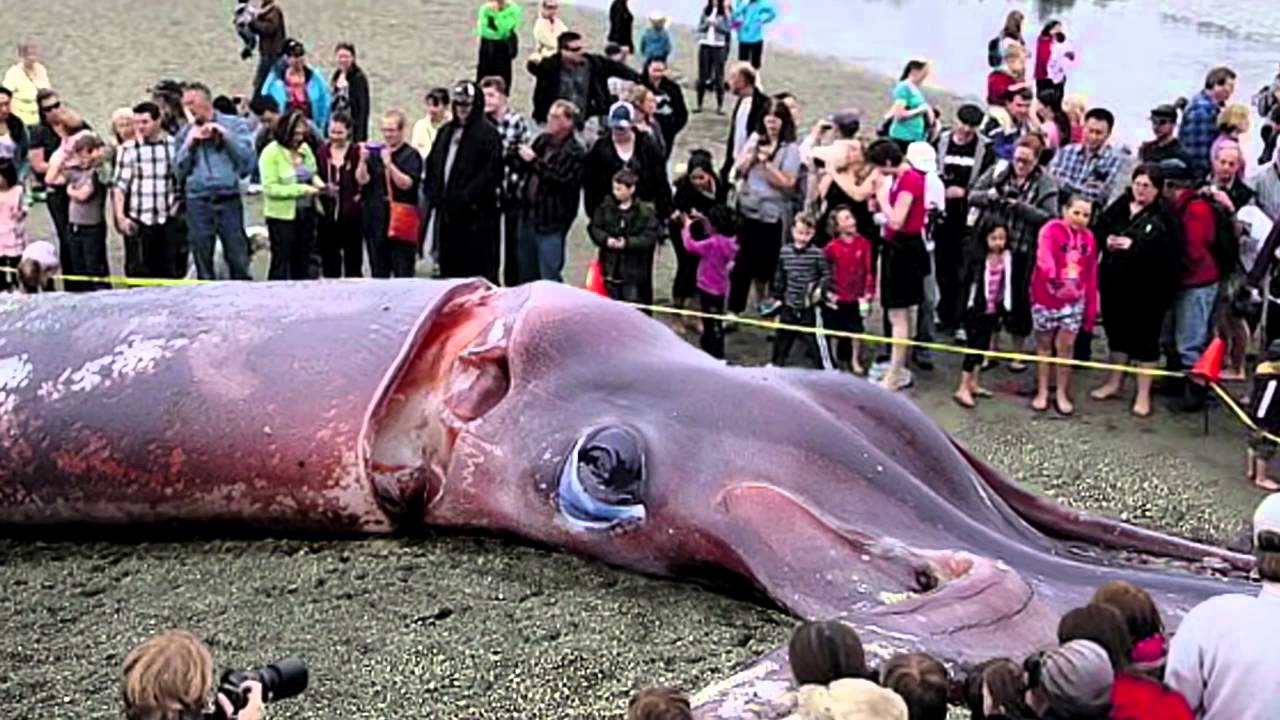 GIANT SQUID WASHED UP ON SYDNEY BEACH! - YouTube