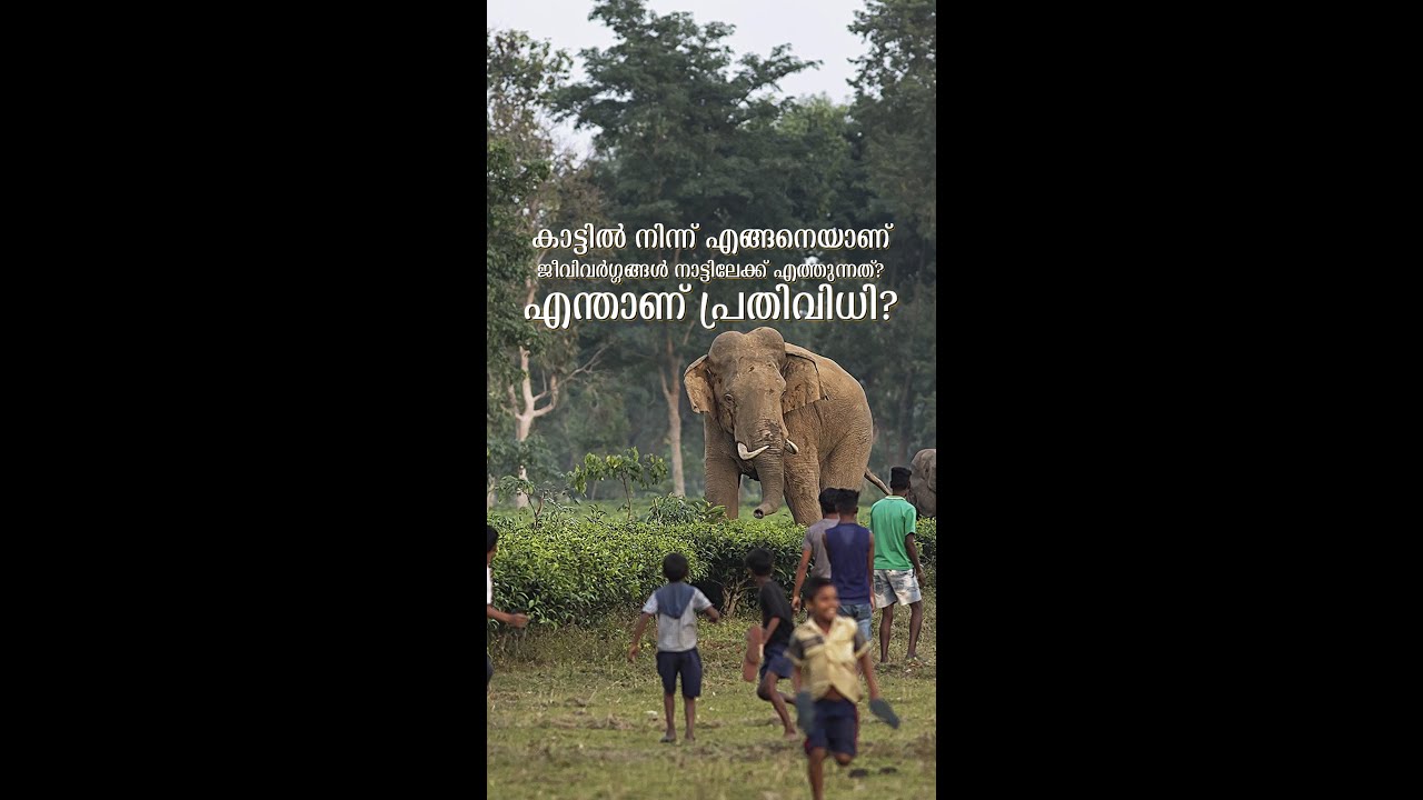 Debunking Myths: Understanding Human-Animal Crossbreeding and Remedies ...
