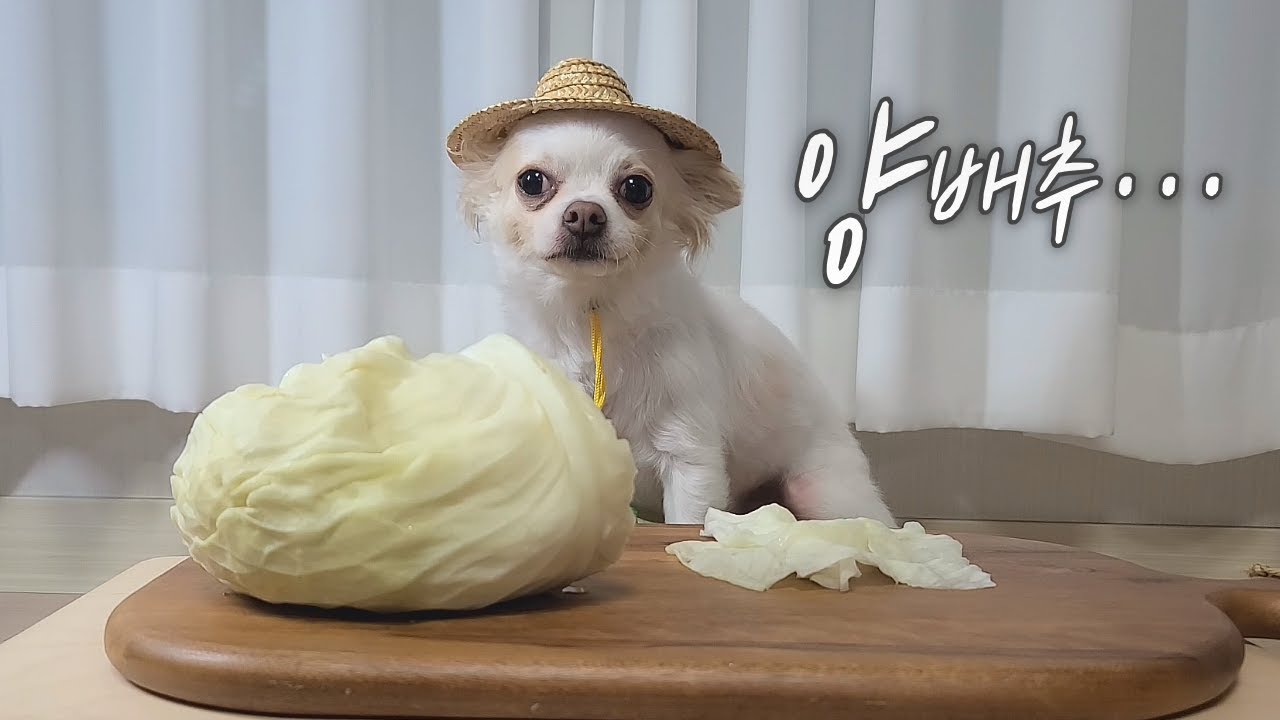 강아지 양배추 먹방 Youtube