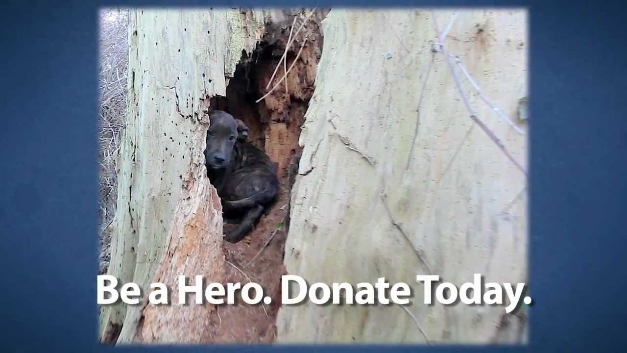 Maple Found in Tree - YouTube