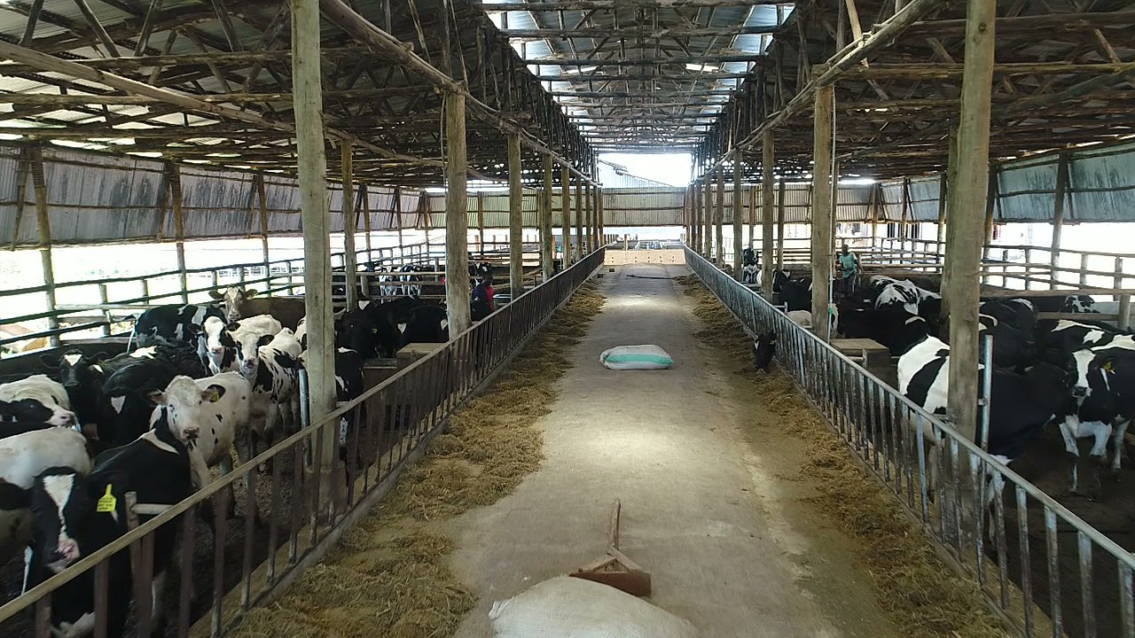 A Video Tour of Gomba Model Farm Cattle Farm near Kampala in Uganda ...