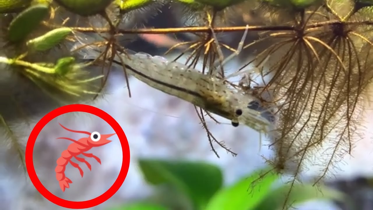 Amano Shrimp [1080p HD 60 fps] - YouTube