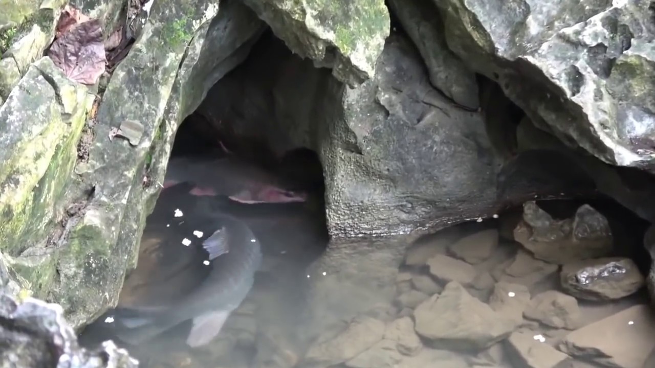 The type of fish no one dares to eat, strange fish in the cave - YouTube