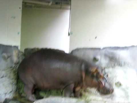 Gross Hippo Video
