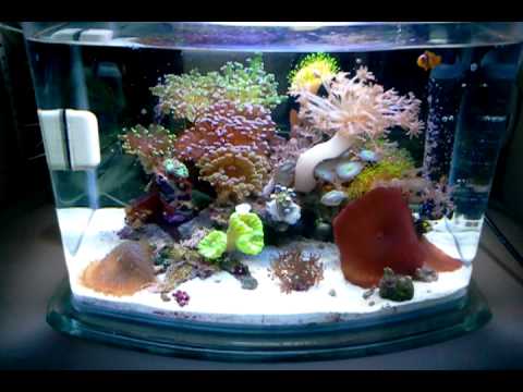 3 gallon picotope reef aquarium - YouTube