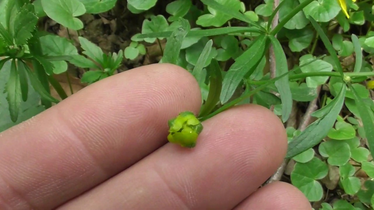 Species of plants, Ranunculus sp. - YouTube