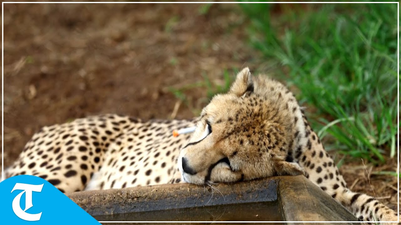 Another Cheetah dies after falling ill at MP's Kuno National Park - YouTube