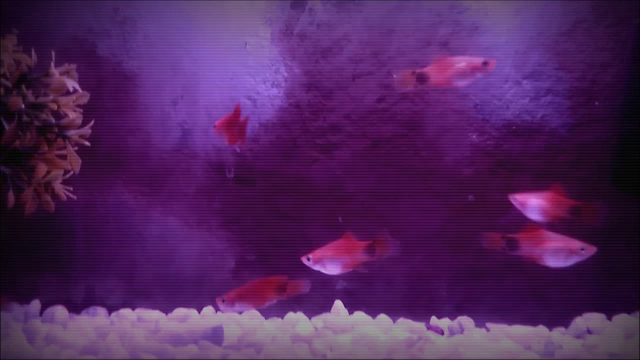 Beautiful molly fish - YouTube
