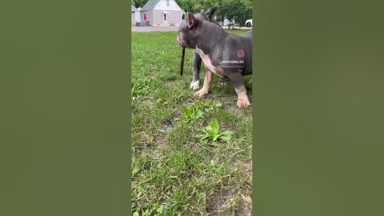 😮💨two 🔥american Bully Males For Sale Trending Subscribe Explore