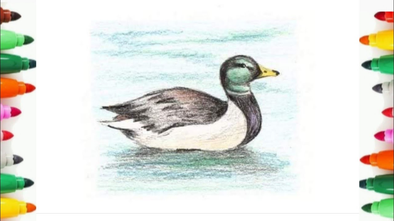 how to draw a duck step by step|drawing of a duck very easy - YouTube