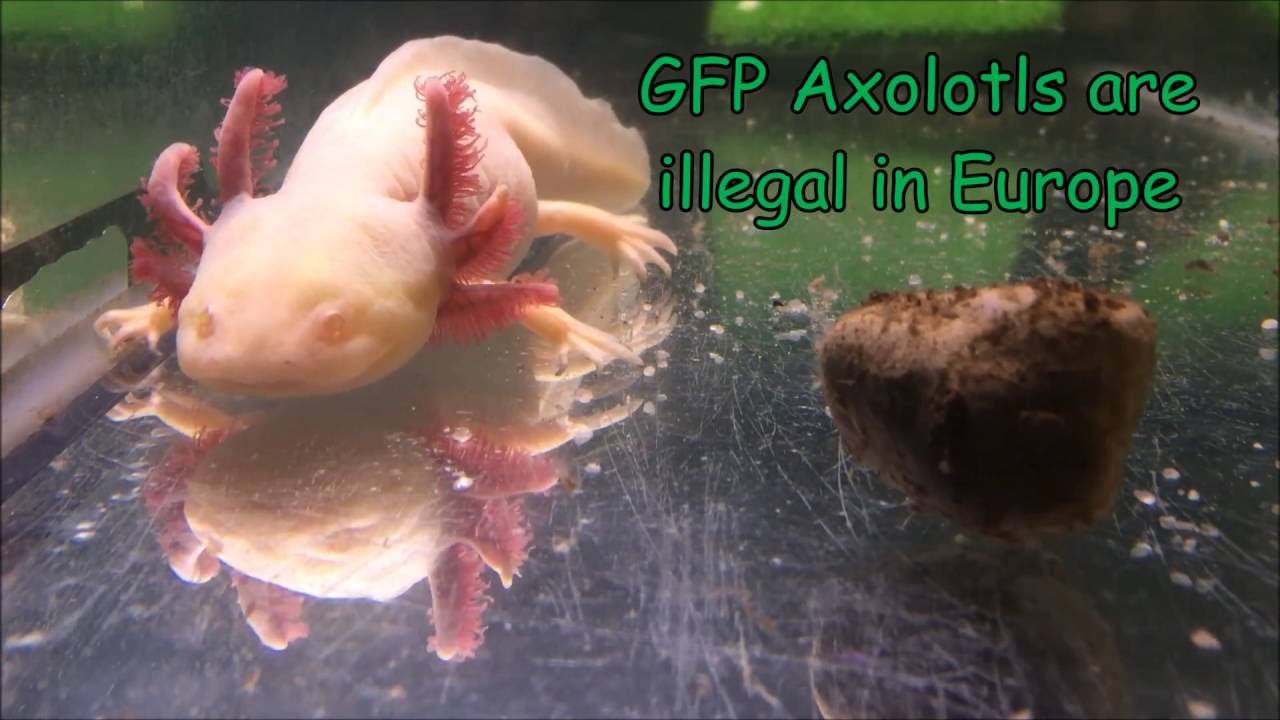 Axolotl Normal Gfp
