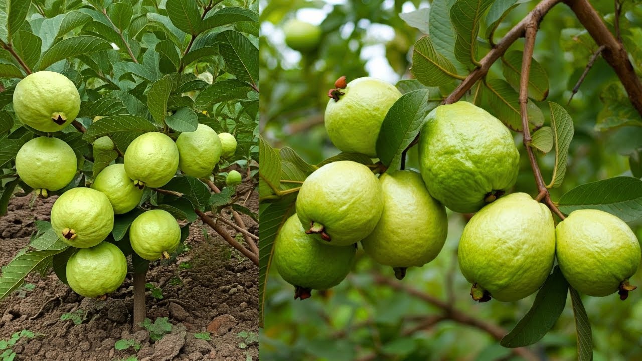 🌿10 Pro Tips to Grow Guava Trees Faster Than Your Neighbors! #guava # ...