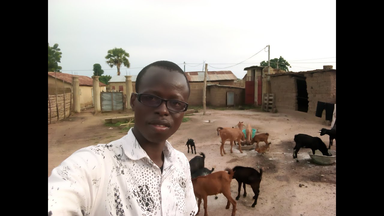 🔵Elevage traditionnel de chèvres rousses de Maradi et locales dans la ...