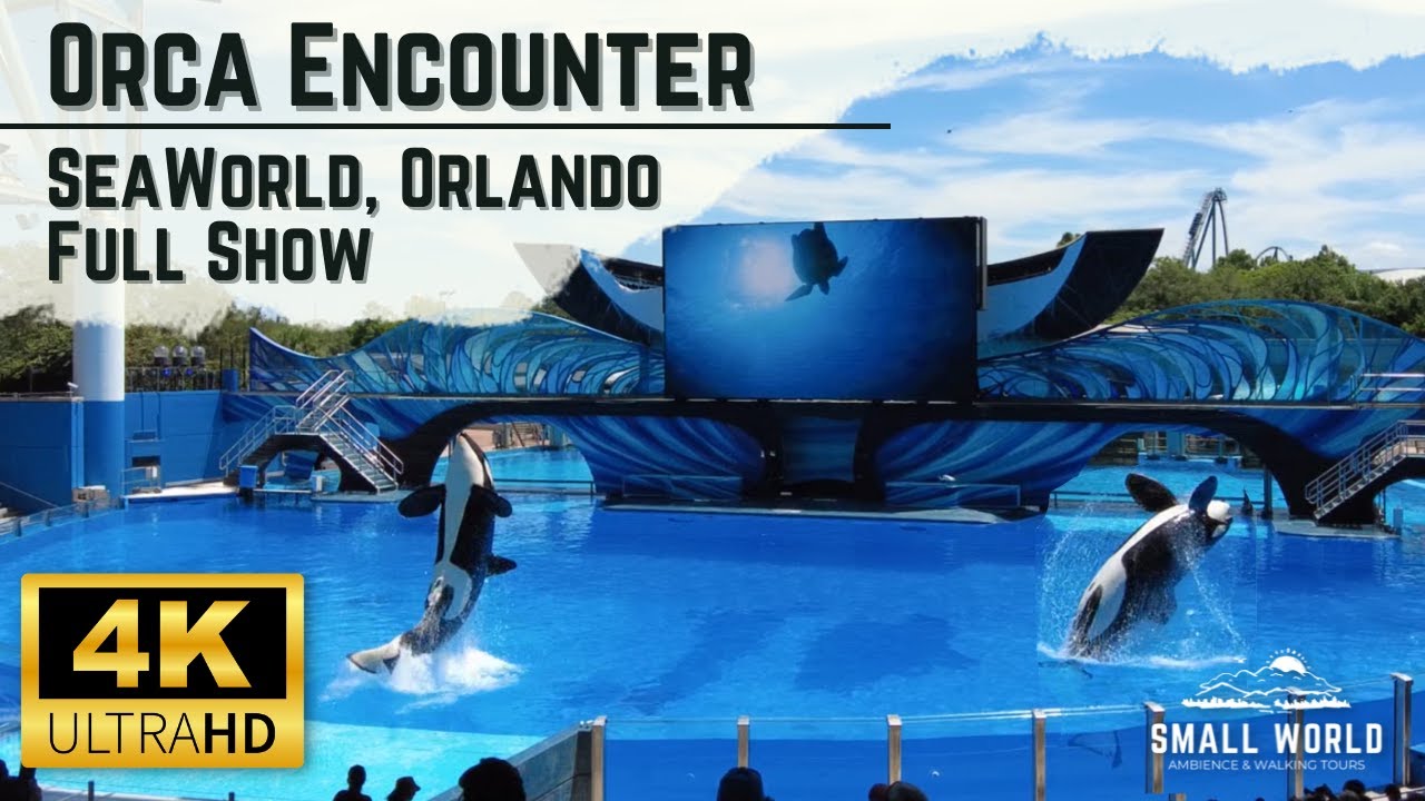 Orca Encounter: Killer Whale Presentation - SeaWorld, Orlando - 4K Full ...