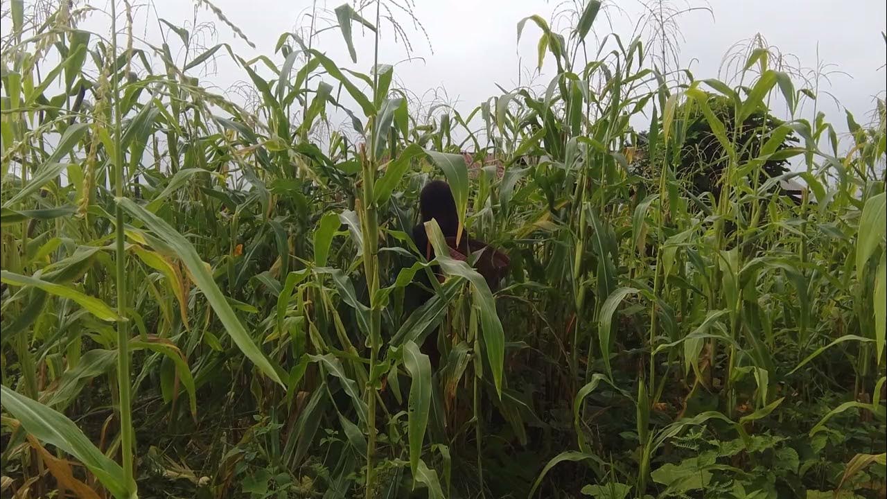 Cov phooj ywg aw los peb mus ntais pob kws txhiab mus hau noj os 31 /8/ 2024 - YouTube