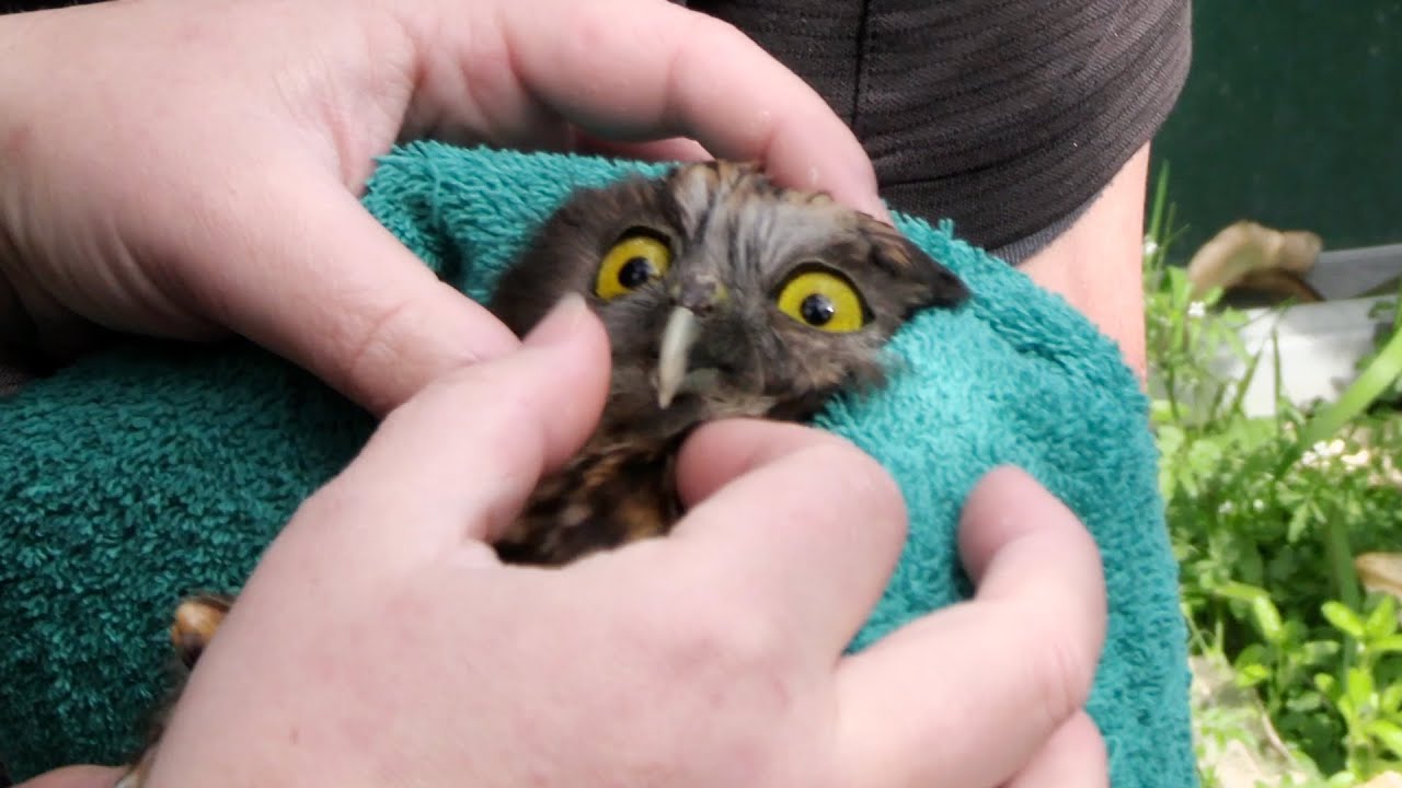 Ruru released after treatment for eye damage | Massey University - YouTube