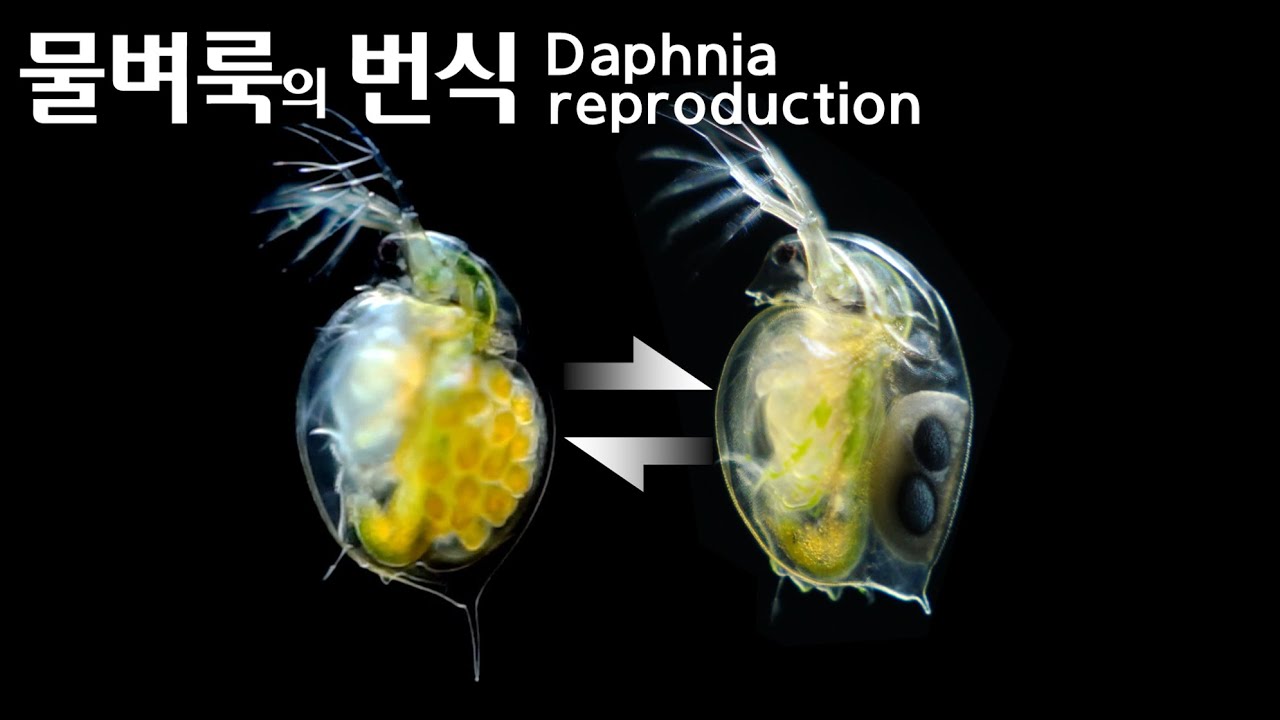 물벼룩의 번식(Daphnia reproduction) - YouTube