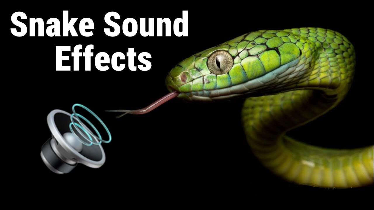 Snake Sound Effects ( Hissing/ Hiss) | NO COPYRIGHT - YouTube