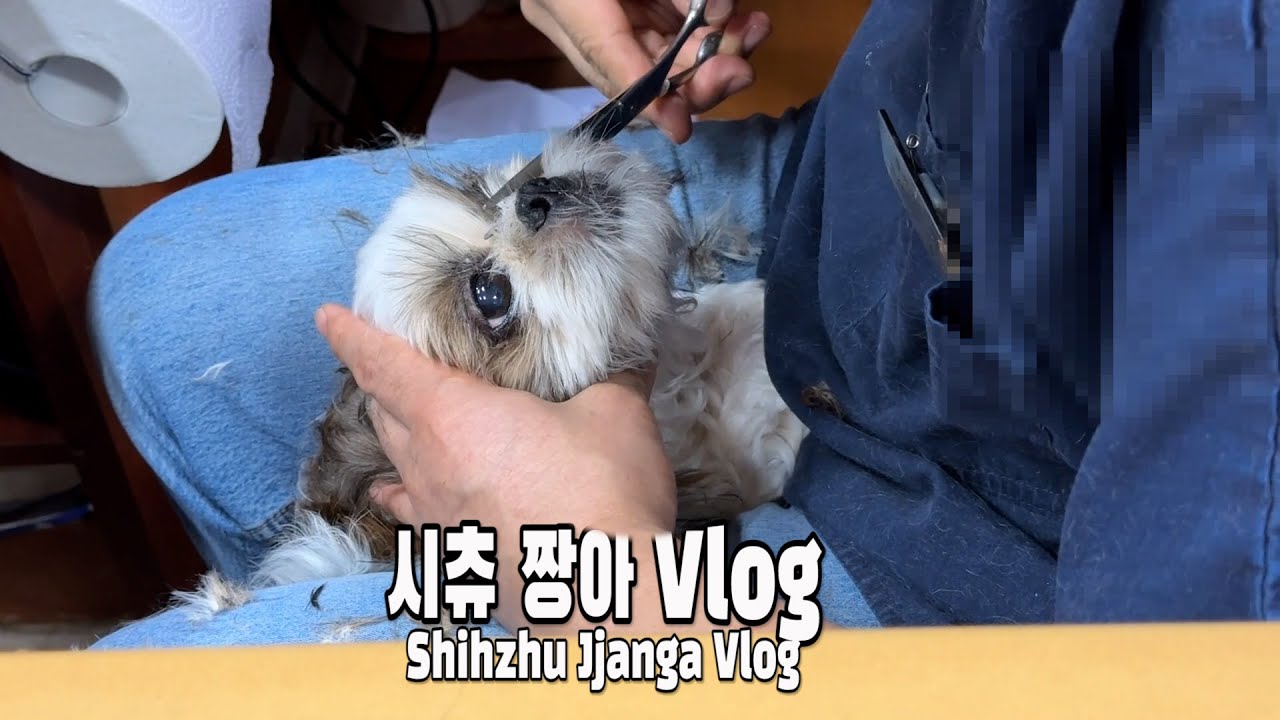 시츄 짱아 동물병원 가는날 ~ The day shin zhu Jjanga's go to the animal hospital ...